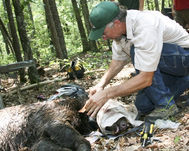 On the prowl for Missouri black bears