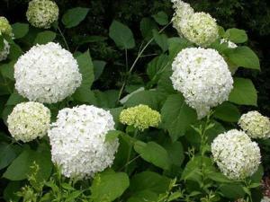 Type of hydrangea you have determines when to prune it