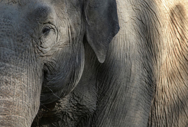 Zoo elephants getting fat, study says. Or is that curvy?