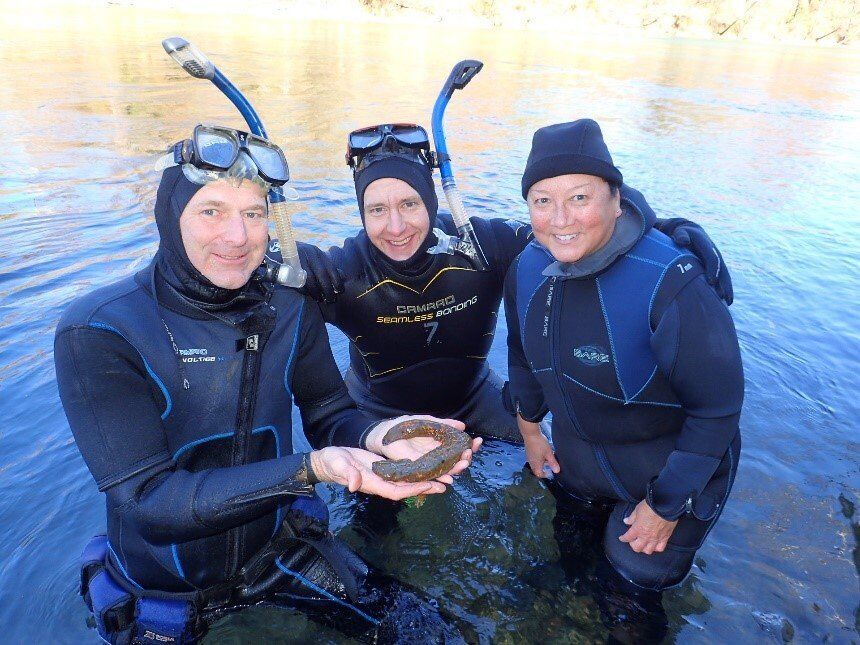 Biologists find St. Louis Zoo-raised hellbender with eggs in Current ...