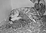 Four African painted dogs born at the zoo