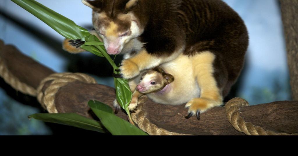 Matschie's tree kangaroo joey