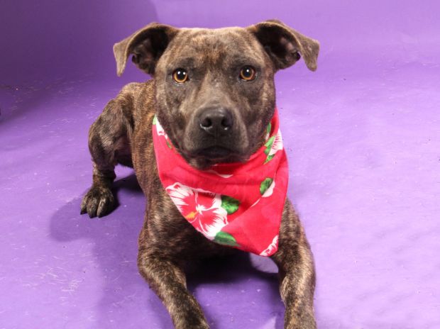 Pet of the Week: Rambo, a 2-year-old pit bull mix