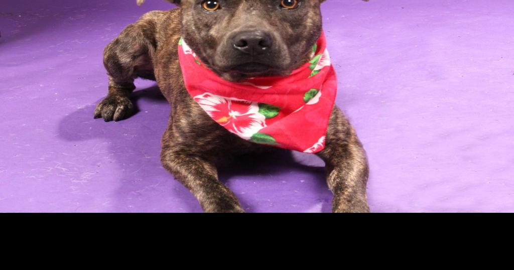 Pet of the Week: Rambo, a 2-year-old pit bull mix