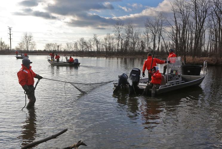 Netting operation now underway puts Creve Coeur Lake carp in the crosshairs
