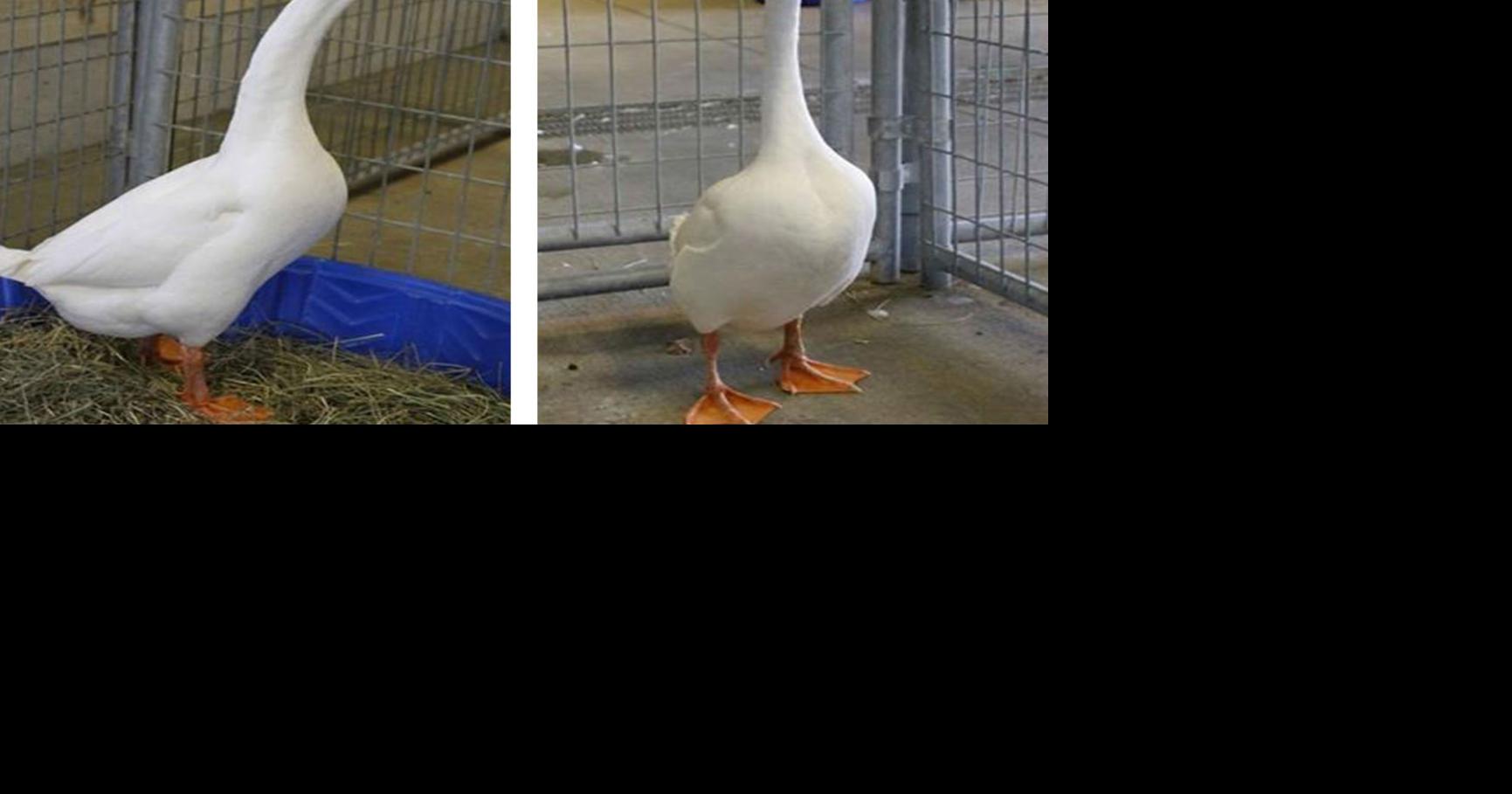 Meet our pets of the week: A pair of geese, a hound mix and a cat