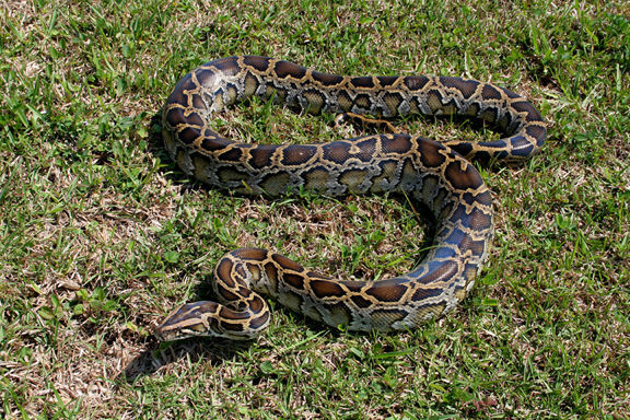 Missing python found after escaping from Atlanta Zoo