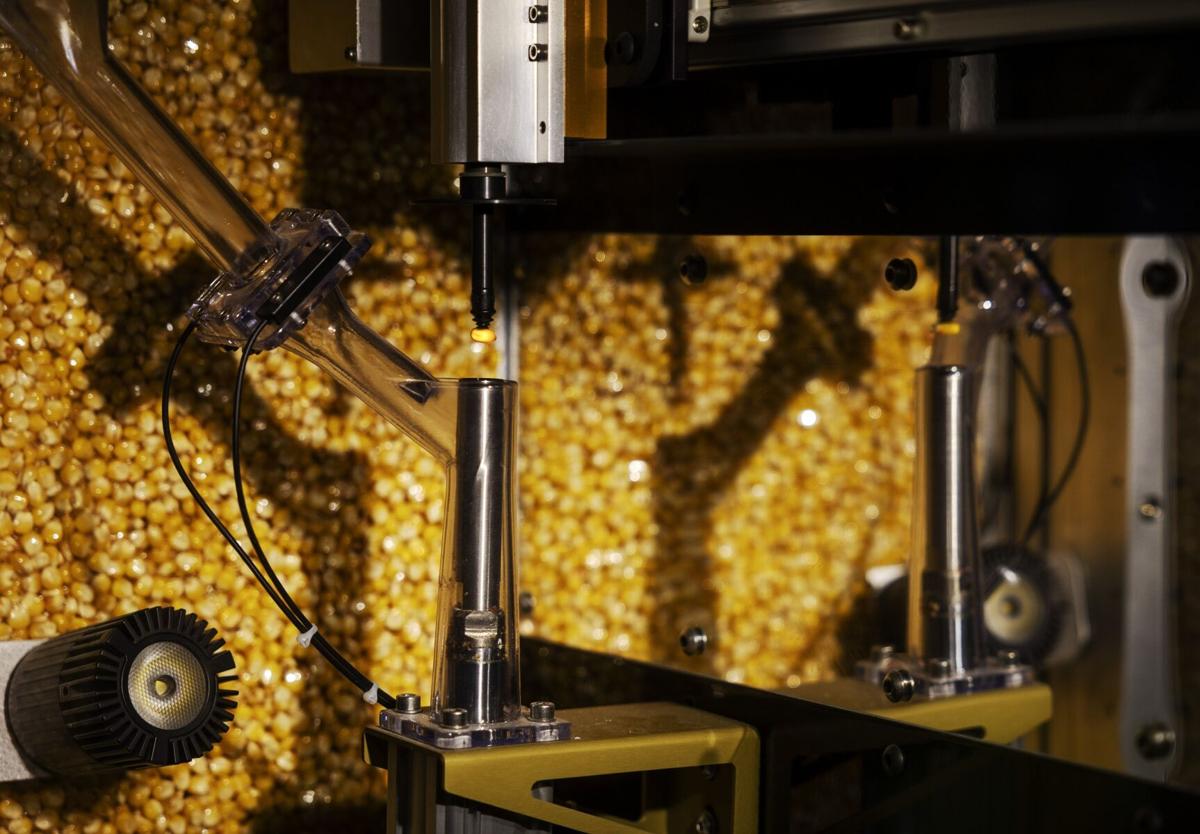 Bayer to celebrate first year of short-stature corn in U.S.