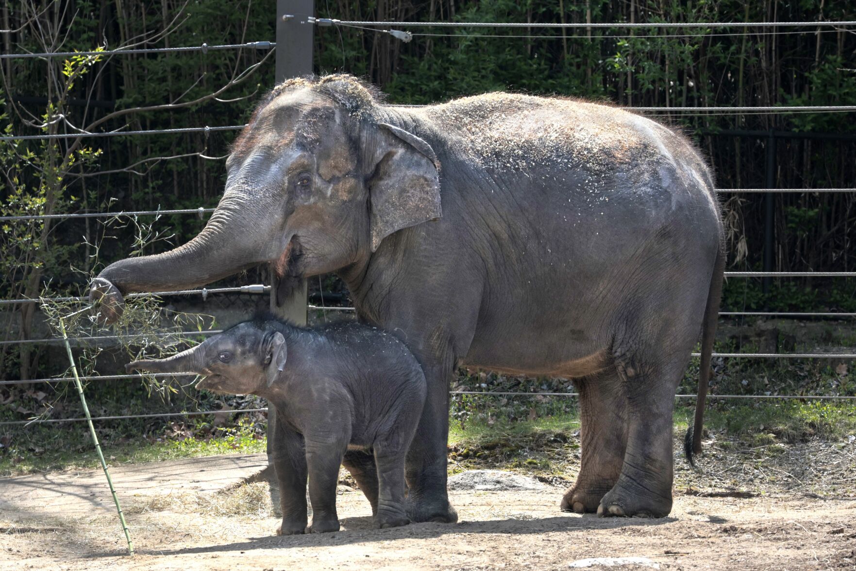Photos: Baby Asian elephant Jet just weeks away from public debut at St. Louis Zoo
