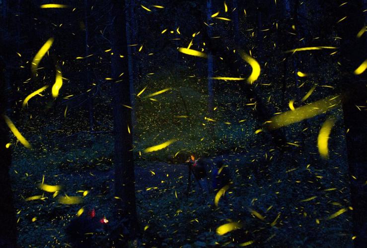 Swarms of fireflies in Illinois give enthusiasts hope that insect can ...
