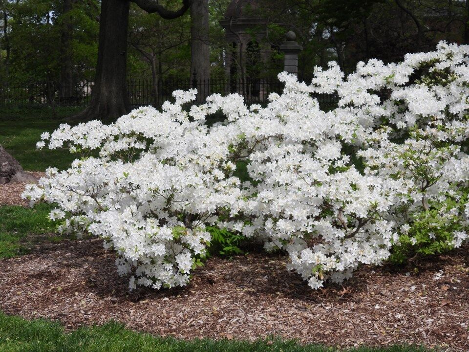 Keep watering azaleas until soil is frozen