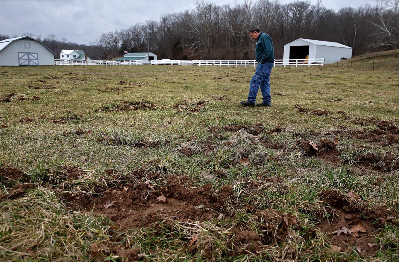 Photos: Controlling the state's feral hogs