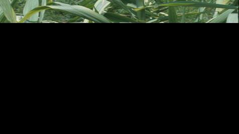 Tall grass that looks like corn is giant reed | Home & Garden ...