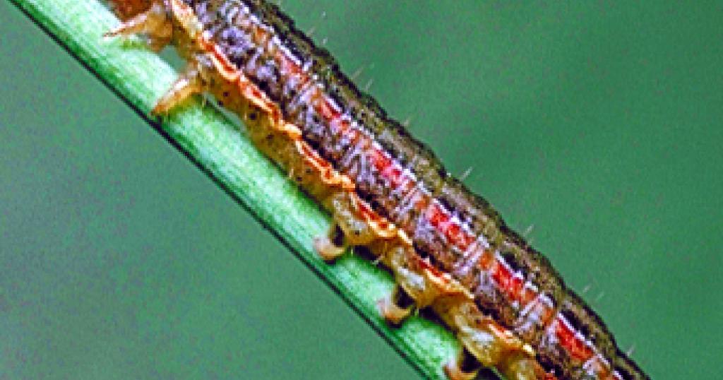 Armyworms on the march in southwest Missouri, threaten some crops