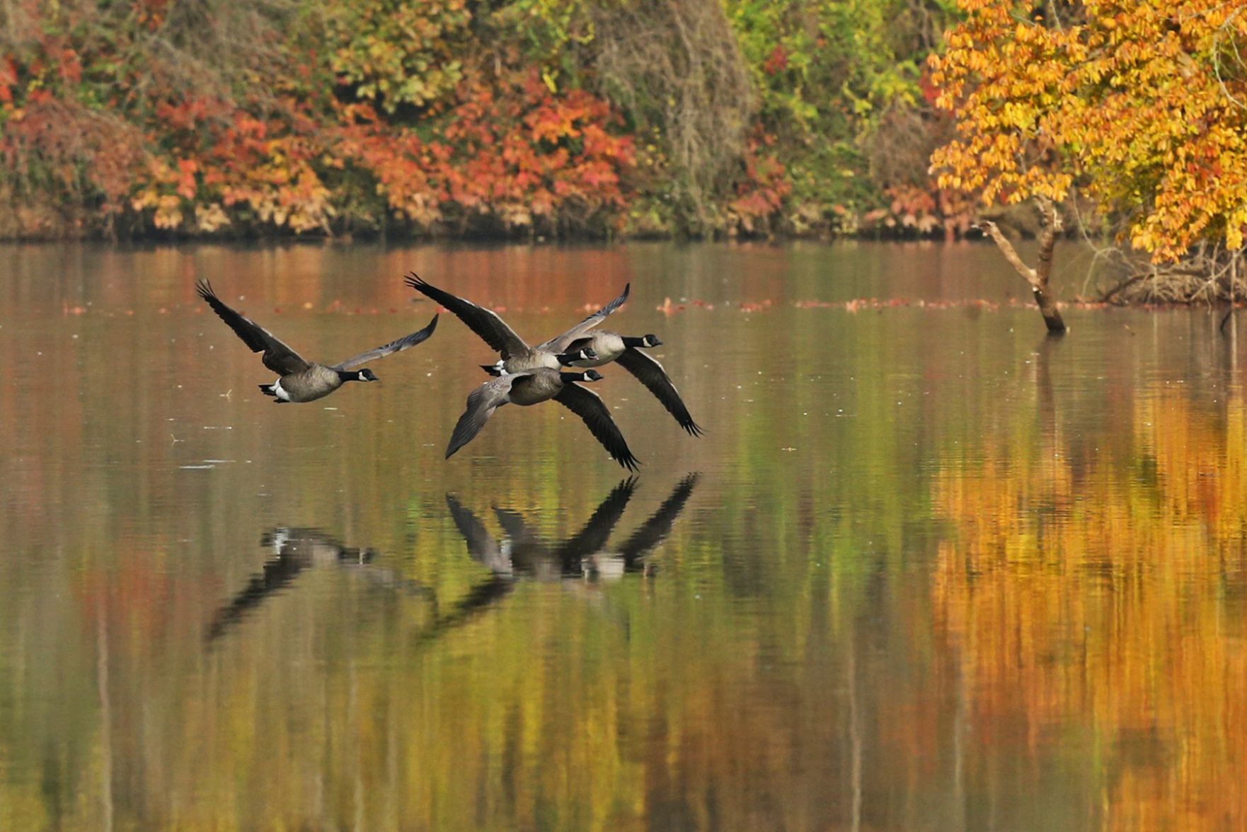 Spring is many cold, dreary months away, but in Forest Park, they're ...