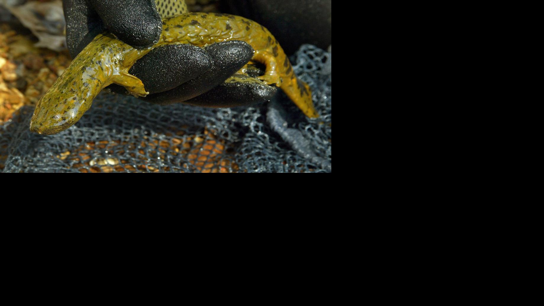 Meet the 'snot otter,' your official endangered species if Missouri ...