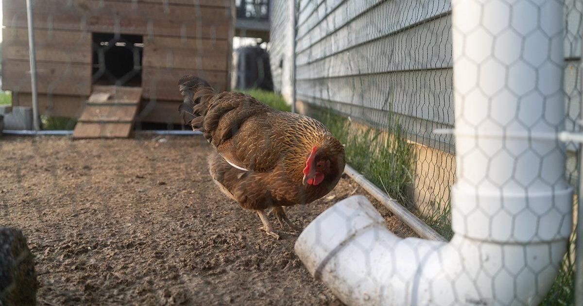 Judge rejects AG bid to save some of backyard chicken bill
