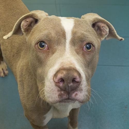 Humane Society of Missouri pets for adoption