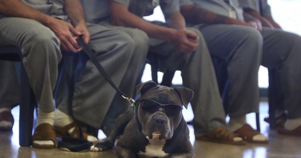 State prisons' animal program modeled for England