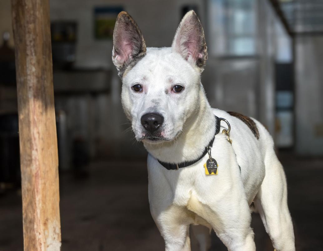 Humane Society of Missouri pets for adoption