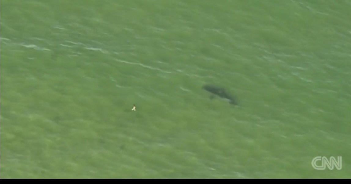 Stop sweating the great white shark. Here's the one you should really ...