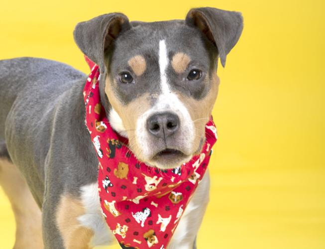 Humane Society of Missouri pets for adoption