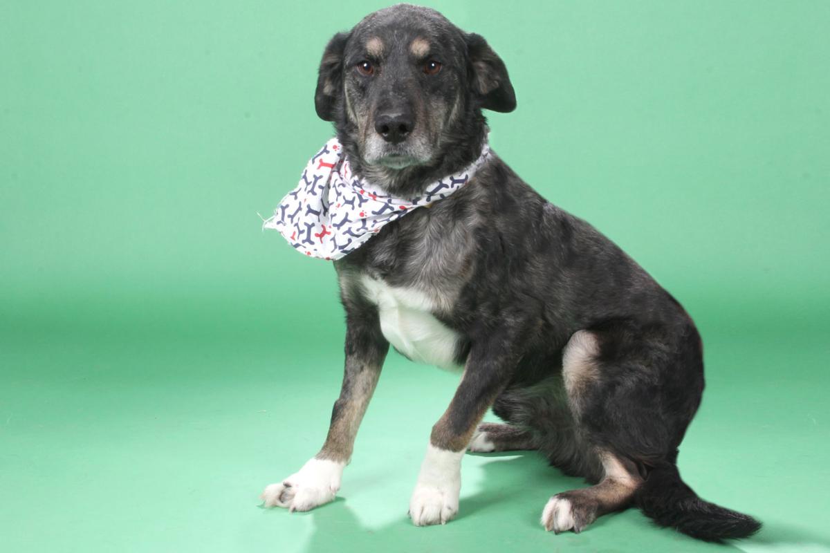 Pet of the Week: Boomie, a hound mix