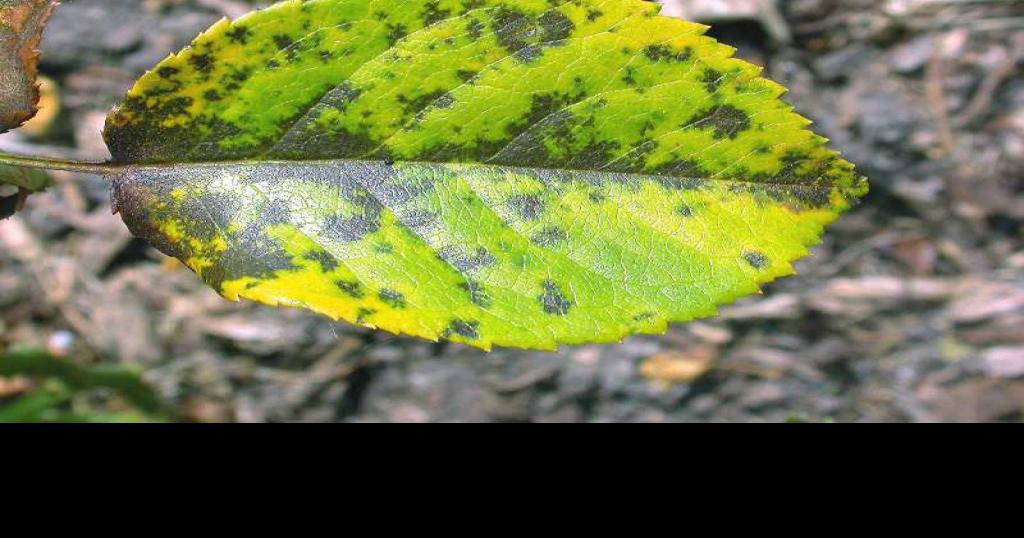 Heat or fungus disease might cause roses' leaves to yellow