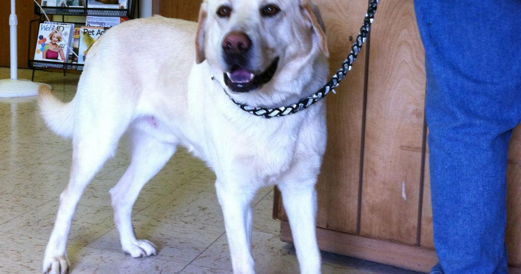 Judge exonerates Phineas, missing dog at center of court case