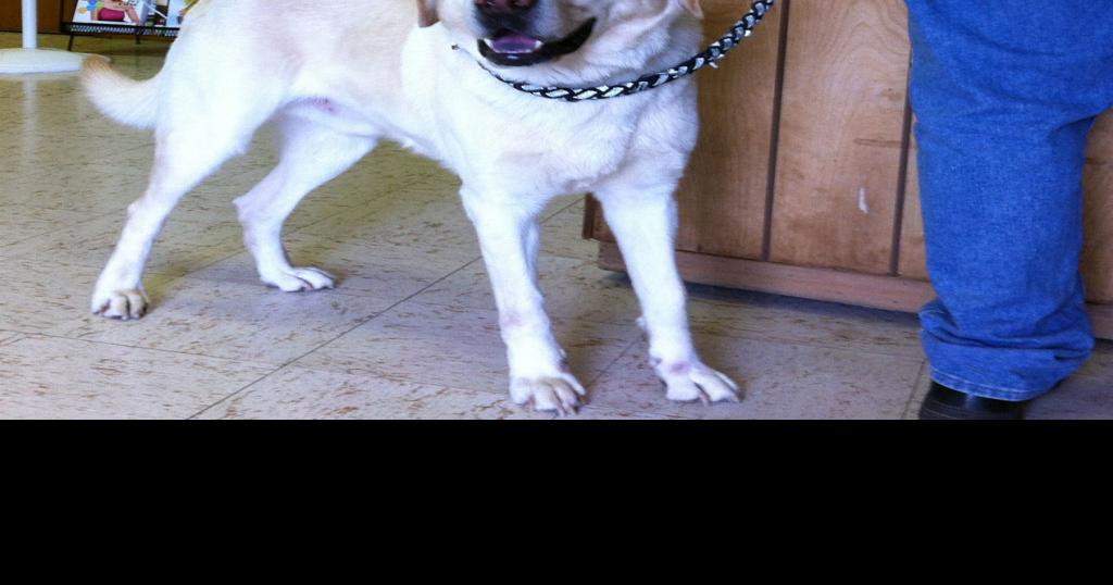 On dog’s day in court, questions about who took Phineas