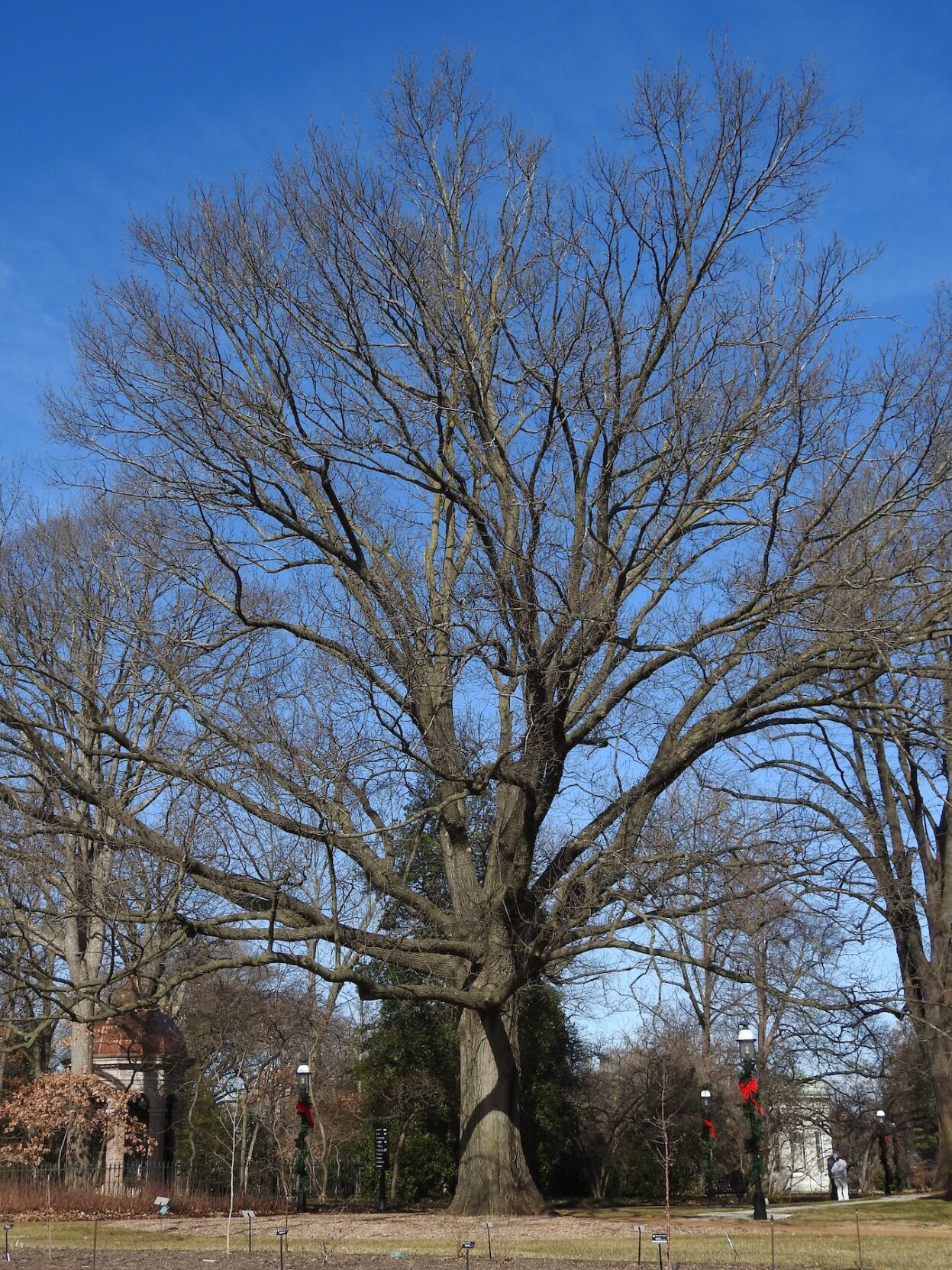Trees may still need watering in winter