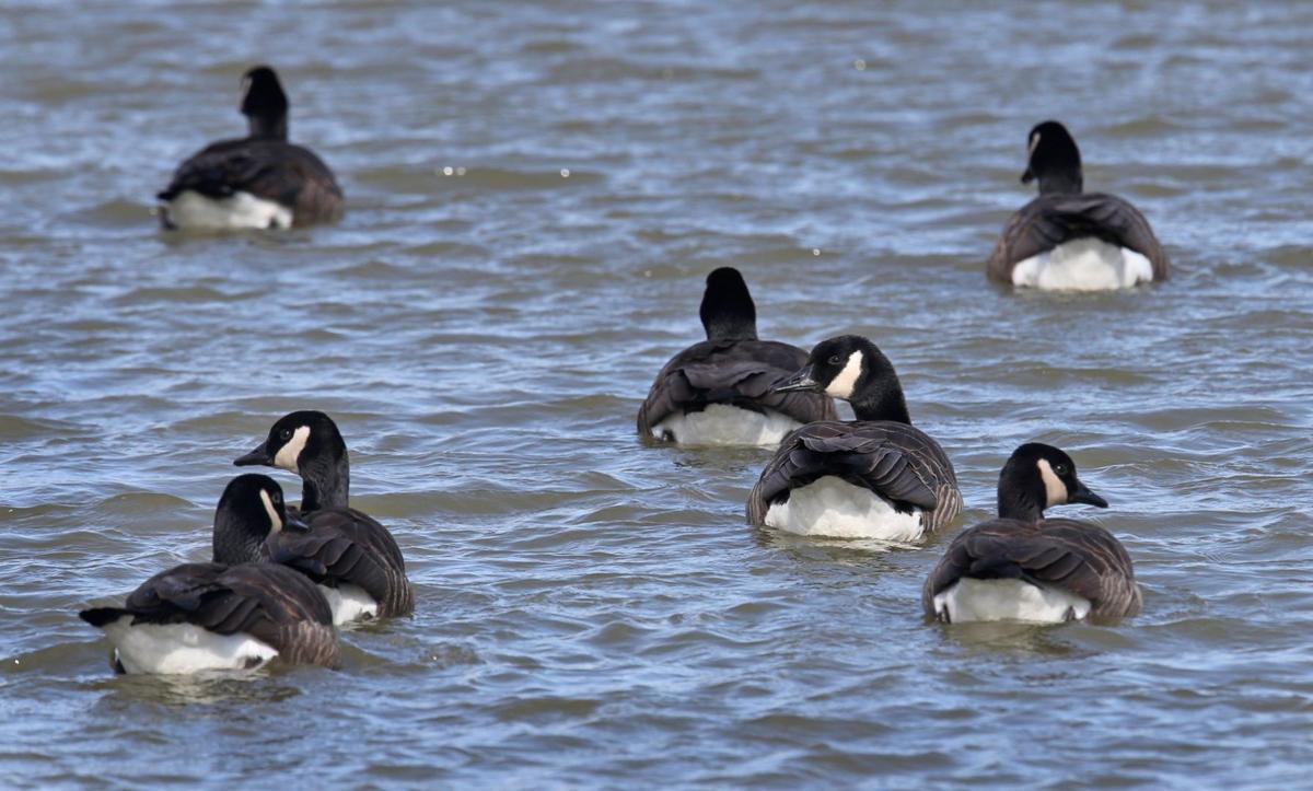 Faced with a goose poop problem, Festus targets the eggs | Metro ...