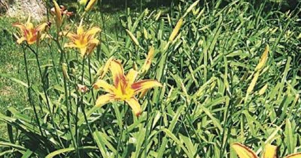 Dead heading perennials is not necessary, but it may help