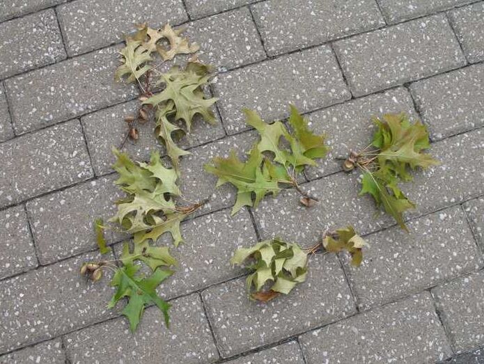 Tips for planting starts of cool-season vegetable plants