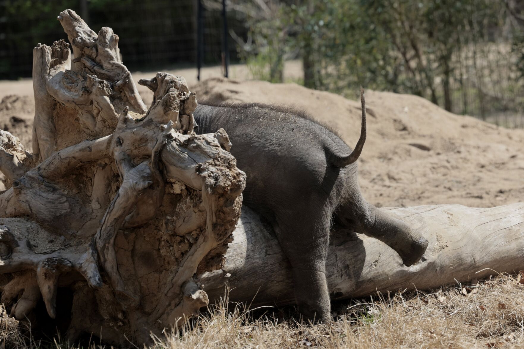 Photos: Baby Asian elephant Jet just weeks away from public debut at St. Louis Zoo