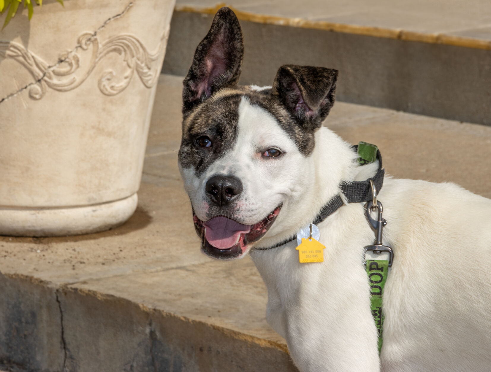 Humane Society of Missouri pets for adoption