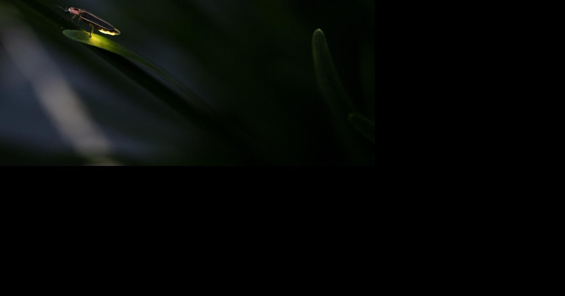 Swarms of fireflies in Illinois give enthusiasts hope that insect can ...