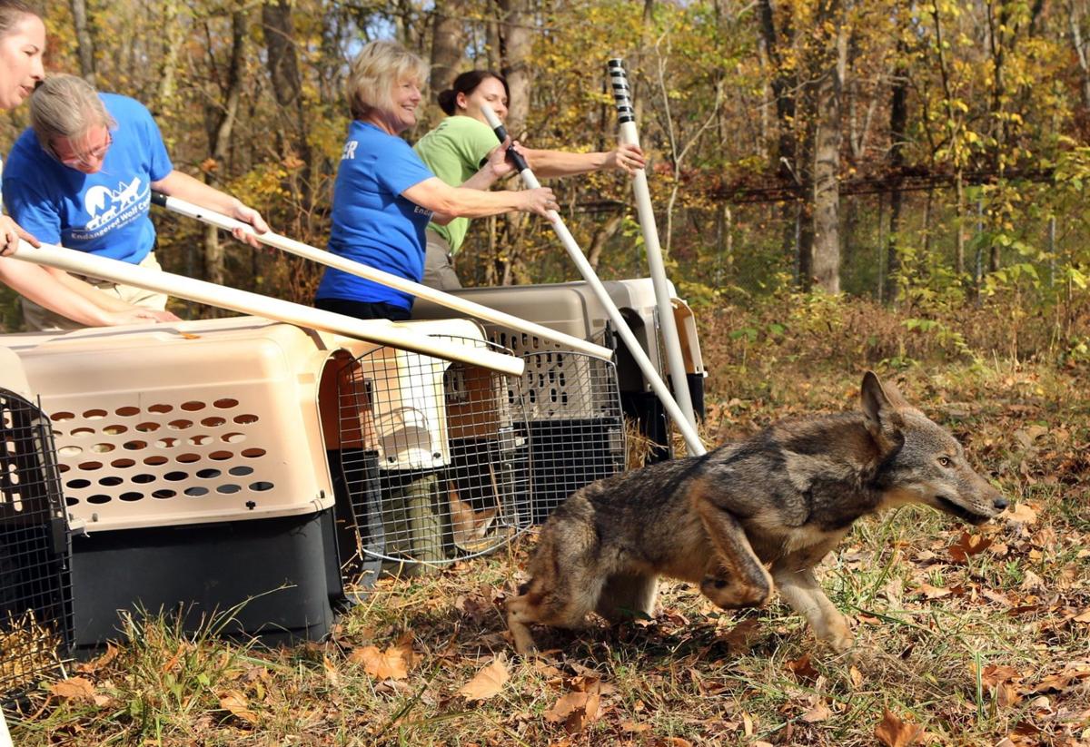Rare red wolves find a new home at the Endangered Wolf Center near ...
