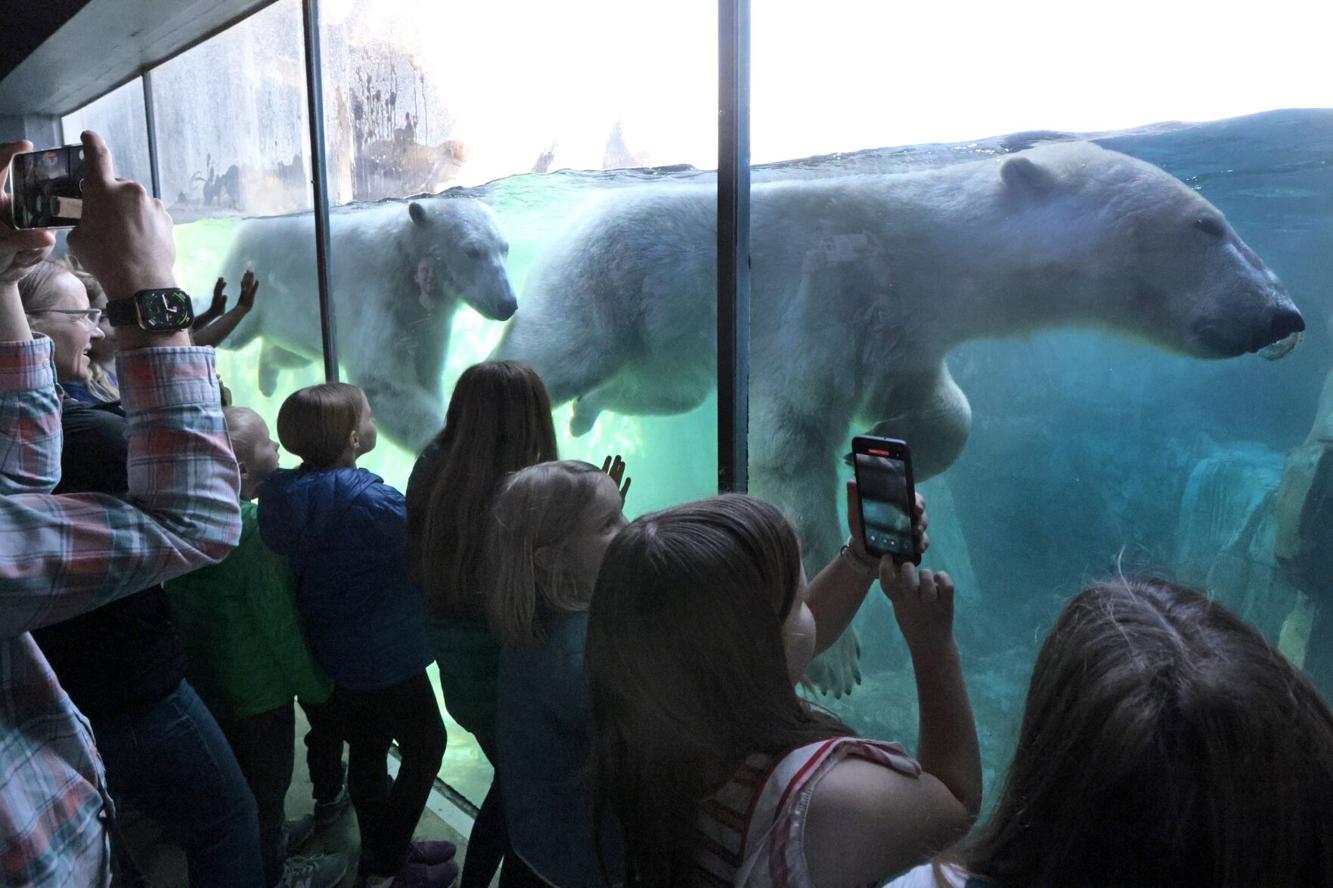Twin polar bear cubs make their debut at St. Louis Zoo