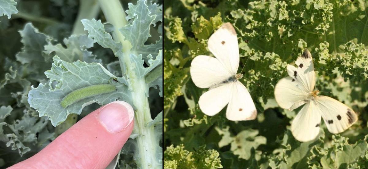 Cabbageworm may be to blame for kale's demise