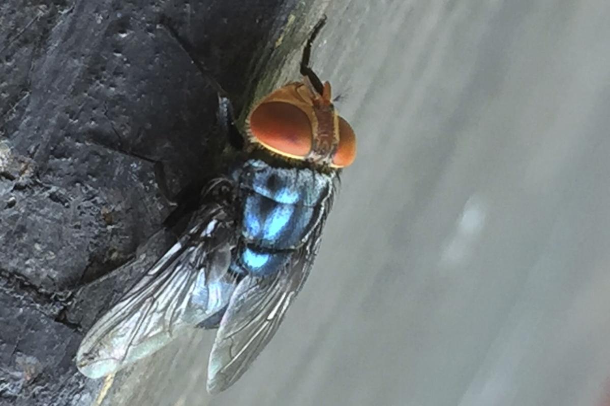 Flesh-eating flies poised to invade the United States