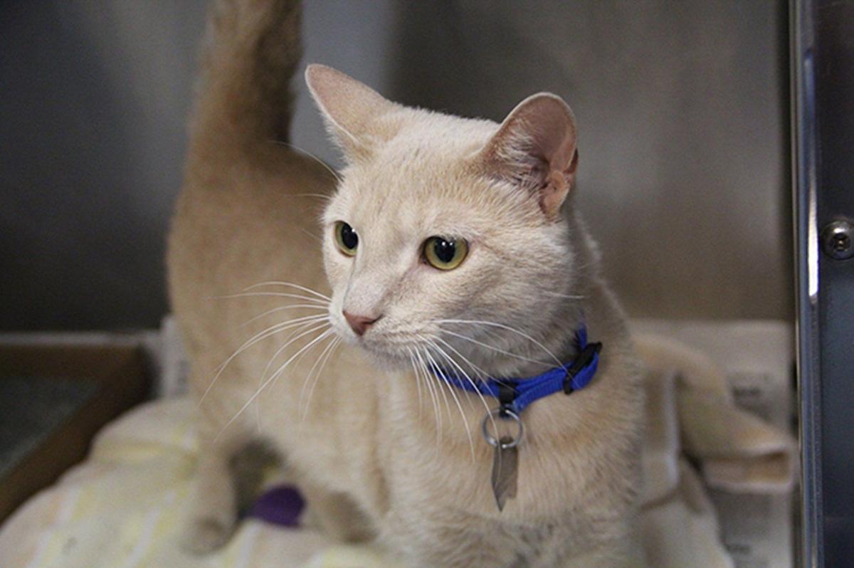 Pet of the Week: Reagan, a shorthair cat