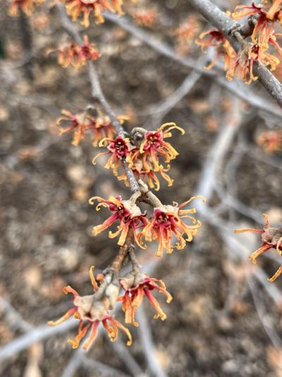Witch hazel produces fragrant flowers in winter