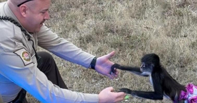 Deputies near St. Louis snag an escaped monkey in a tutu
