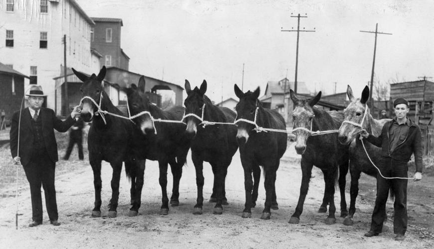 Missouri university claims record mule parade