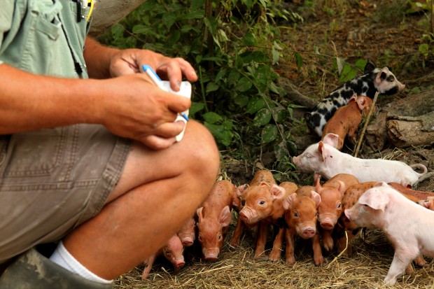 Family farm's pork feeds the desires of chefs, home cooks