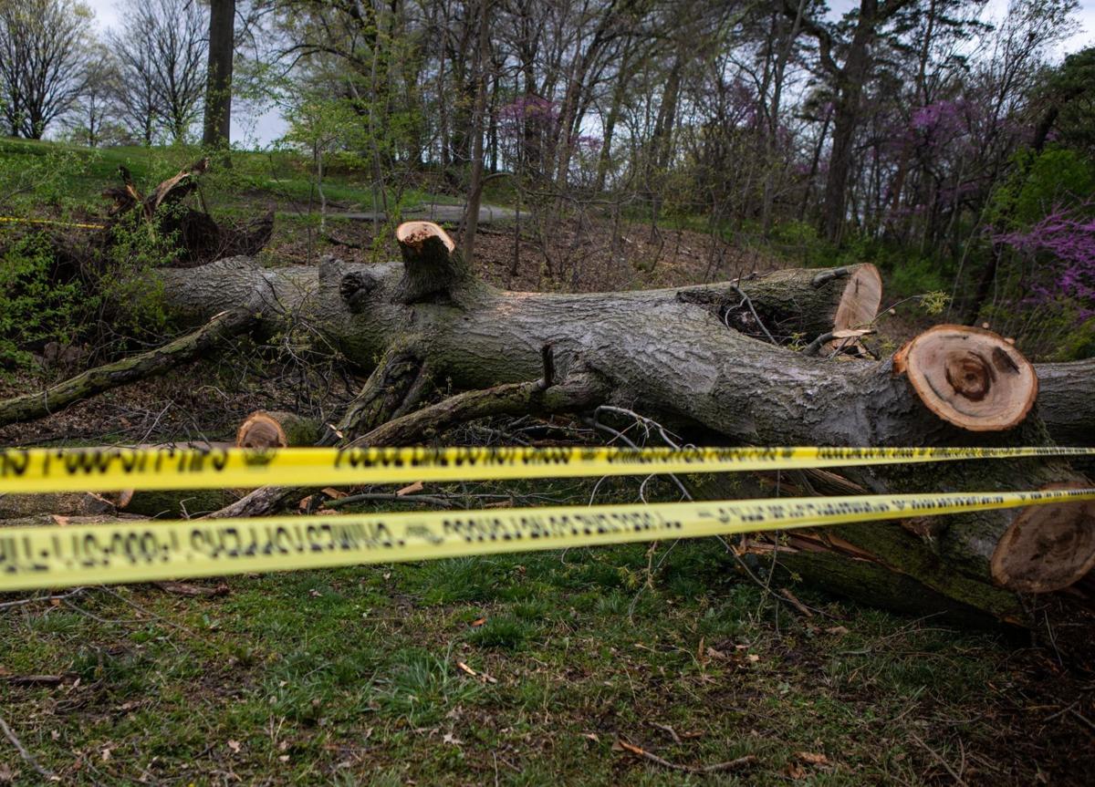 Woman seriously injured by falling tree in Forest Park in St. Louis ...