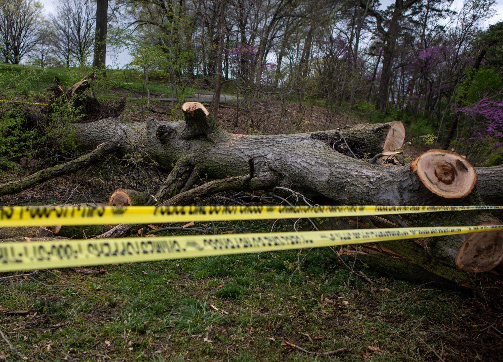 Pedestrian injured after tree falls in Forest Park
