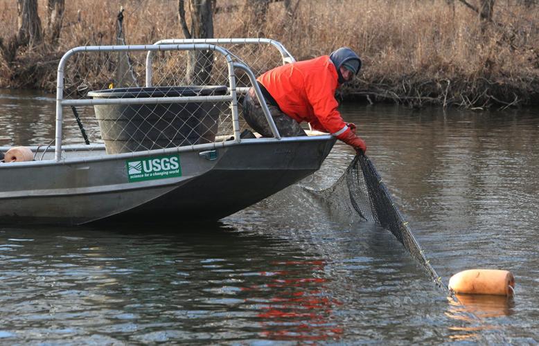 Netting operation now underway puts Creve Coeur Lake carp in the crosshairs