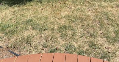 Don't fertilize a brown, dormant lawn